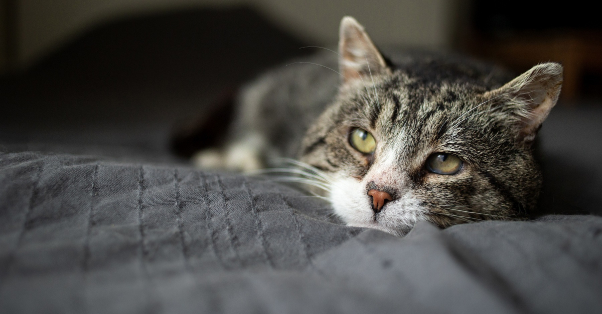 Chat senior : nos conseils pour prendre soin de lui
