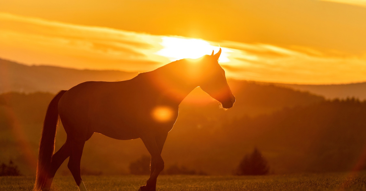 Mort d'un animal : conseils et démarches