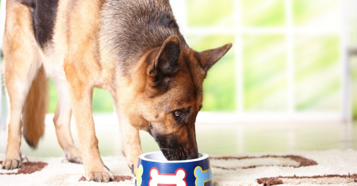 Nourrir un chien âgé : conseils pour choisir la meilleure alimentation ...