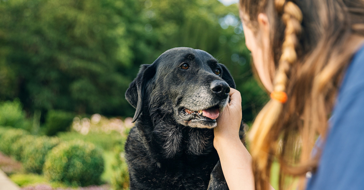 Quel âge a le plus vieux chien au monde