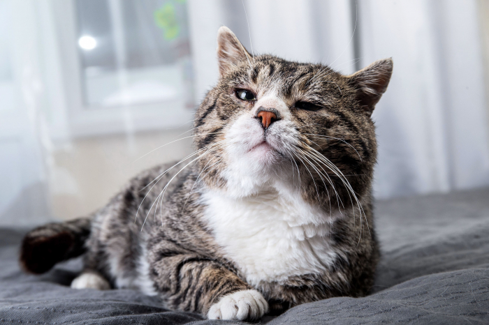 Vieux chat : les signes de vieillissement et conseils de soins adaptés