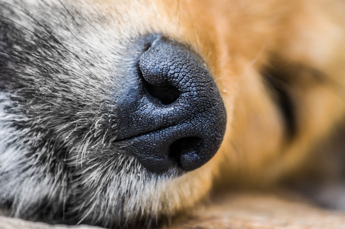 Mon chien vient de mourir : législation, démarches administratives et ...