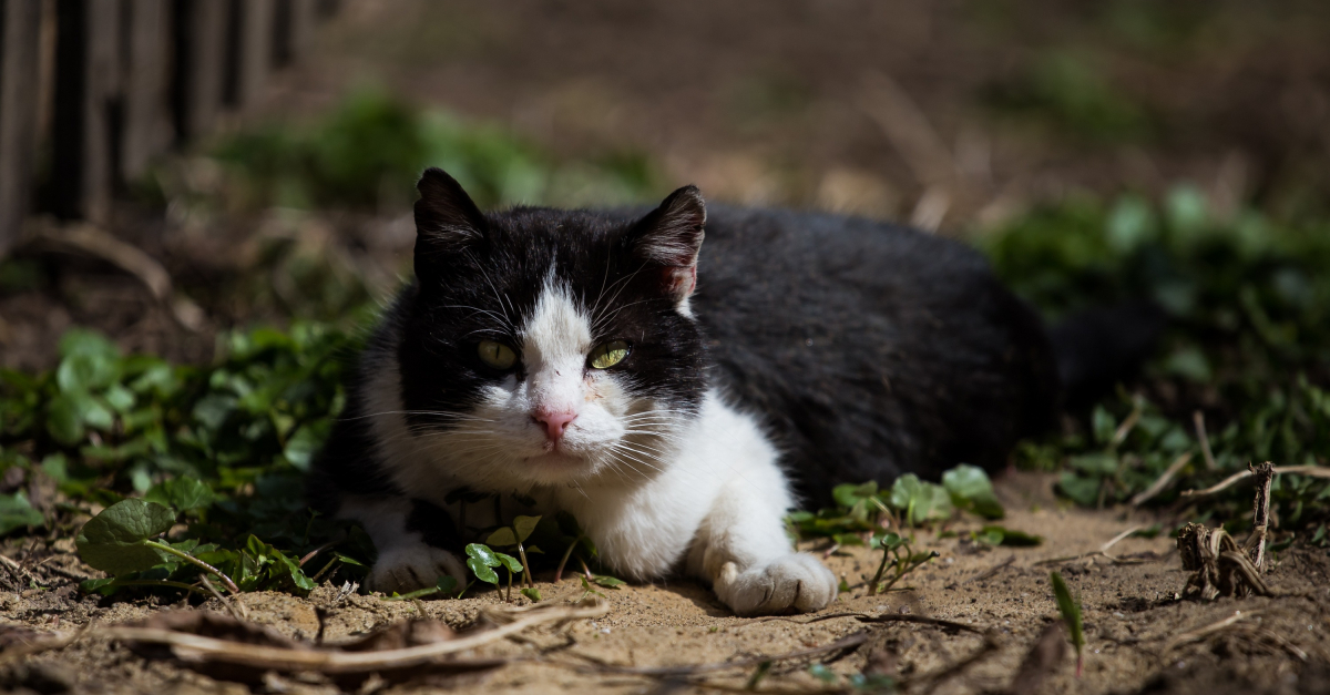 Animal retrouvé mort sur la voie publique : conseils, législation et ...