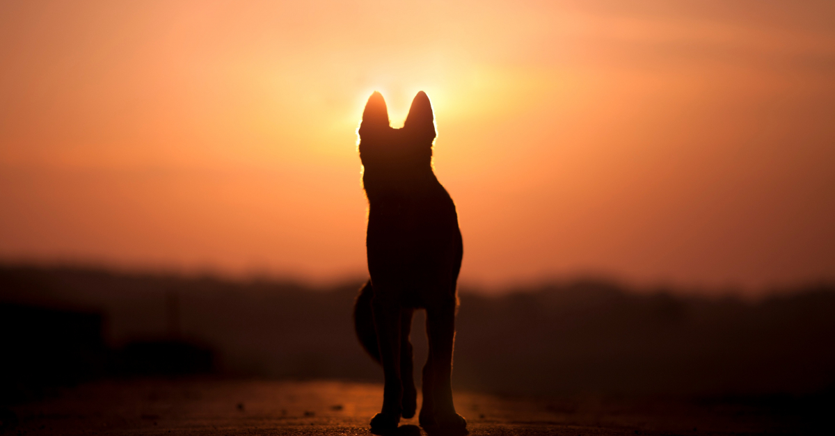 Annoncer la mort de son animal : comment le dire à un enfant ou ses ...