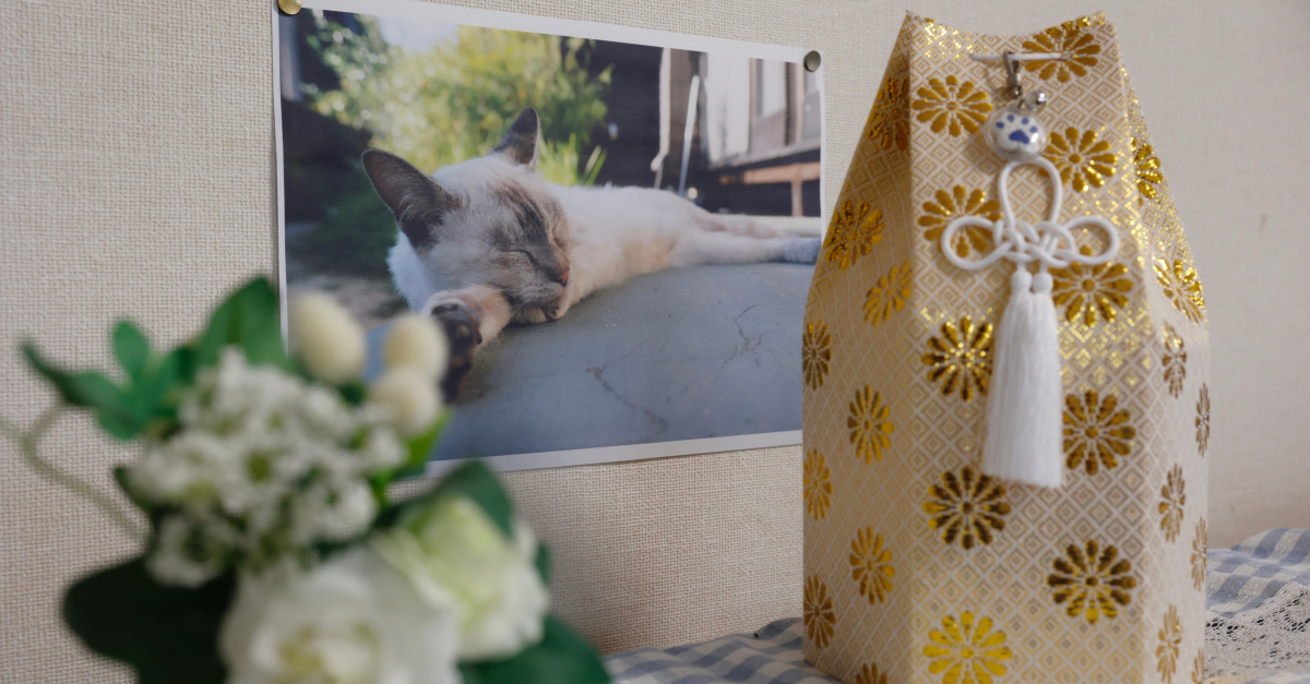 Organiser les obsèques de son chat : les différentes possibilités