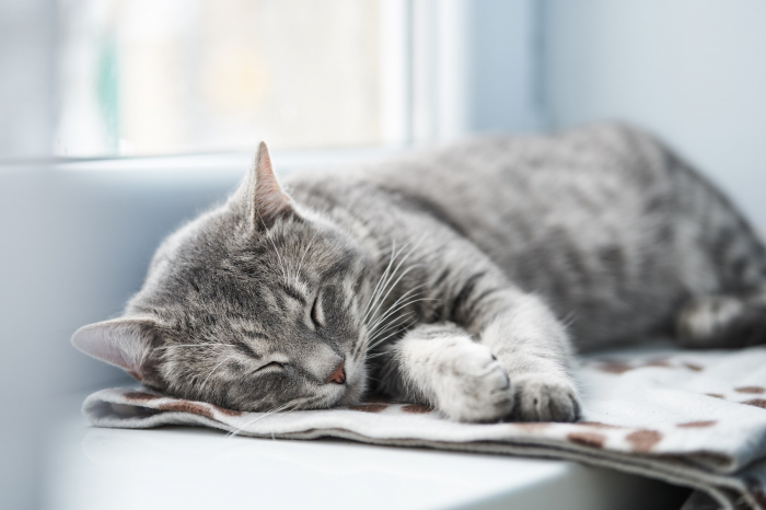 Fin de vie du chat : détecter les signes d'un chat mourant