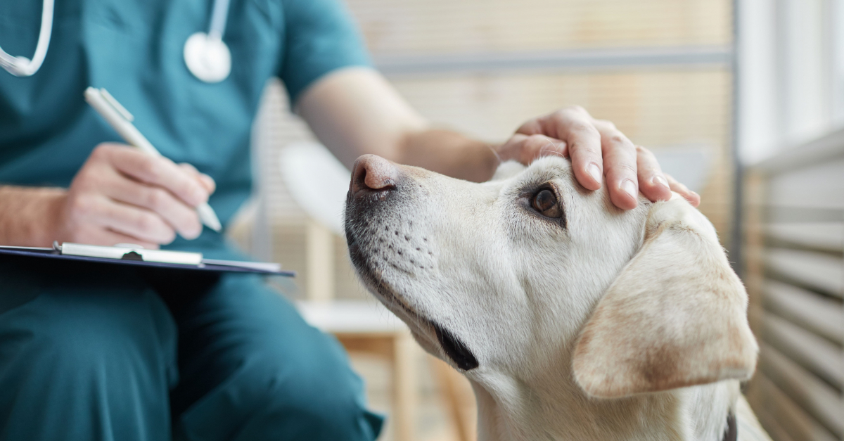 Le prix des services vétérinaires lors du décès d’un chien : quelles ...